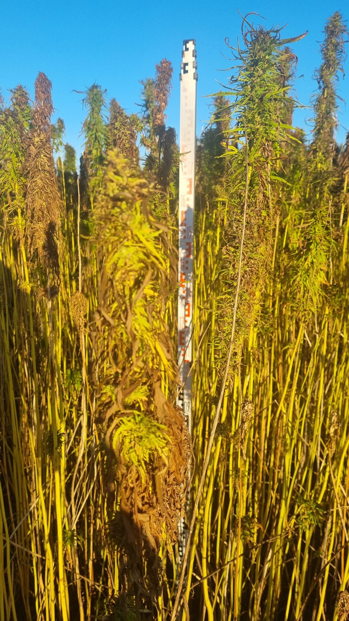 Öljyhampun puintinäytös Hausjärvellä 29.9. klo 14 - Trans Farm